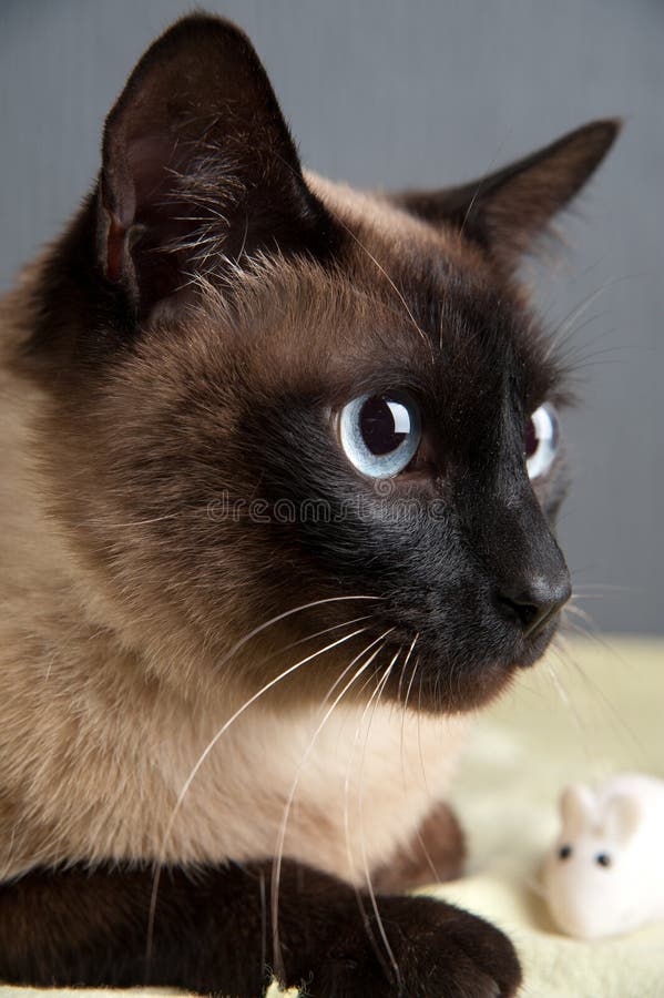 Close-up Portrait of Siamese Cat Stock Photo - Image of curiosity, gray ...