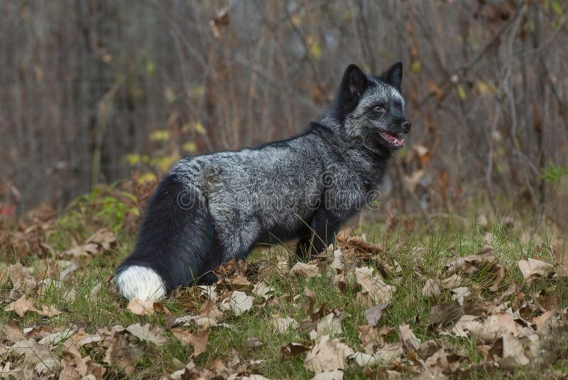 Close Up Portrait of a Silver Fox Stock Photo - Image of portrait ...