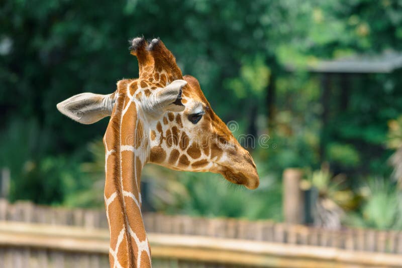 Close Up Portrait of Single Giraffe. Stock Photo - Image of creature ...