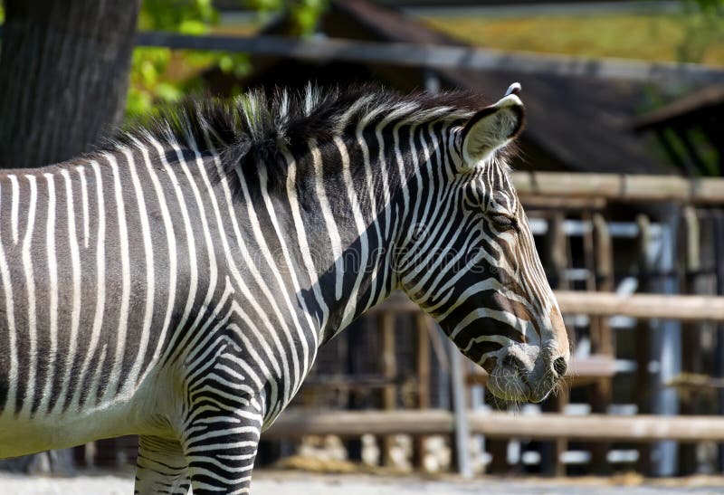 Close Up Portrait of a Single Zebra Stock Photo - Image of standing ...