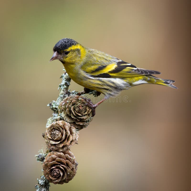 Close Up Portrait of a Siskin Stock Photo - Image of siskin, portrait ...