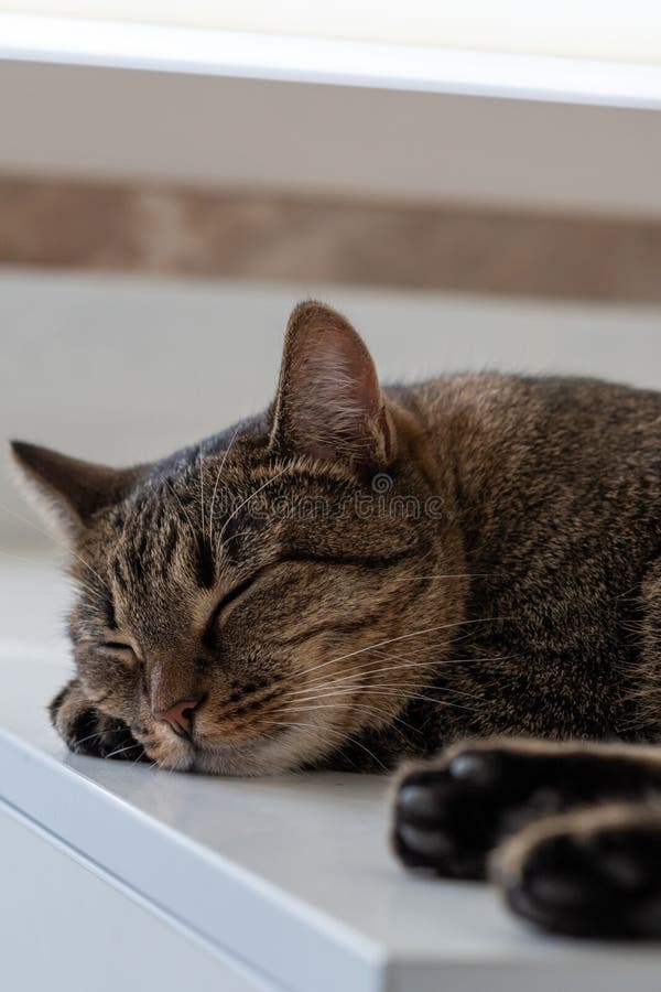 Close-up Portrait of a Sleeping Cat. Vertical Photo Stock Photo - Image ...