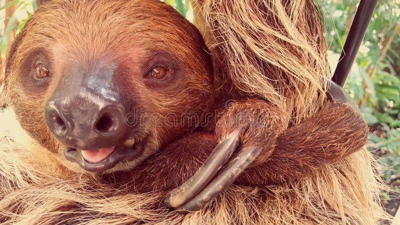 Sloth portrait stock image. Image of tropics, american - 118726737