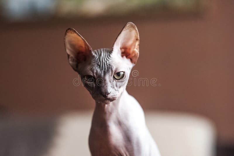 Close-Up Portrait of a Sphynx Cat with Intense Gaze Stock Photo - Image of distinctive, calm ...