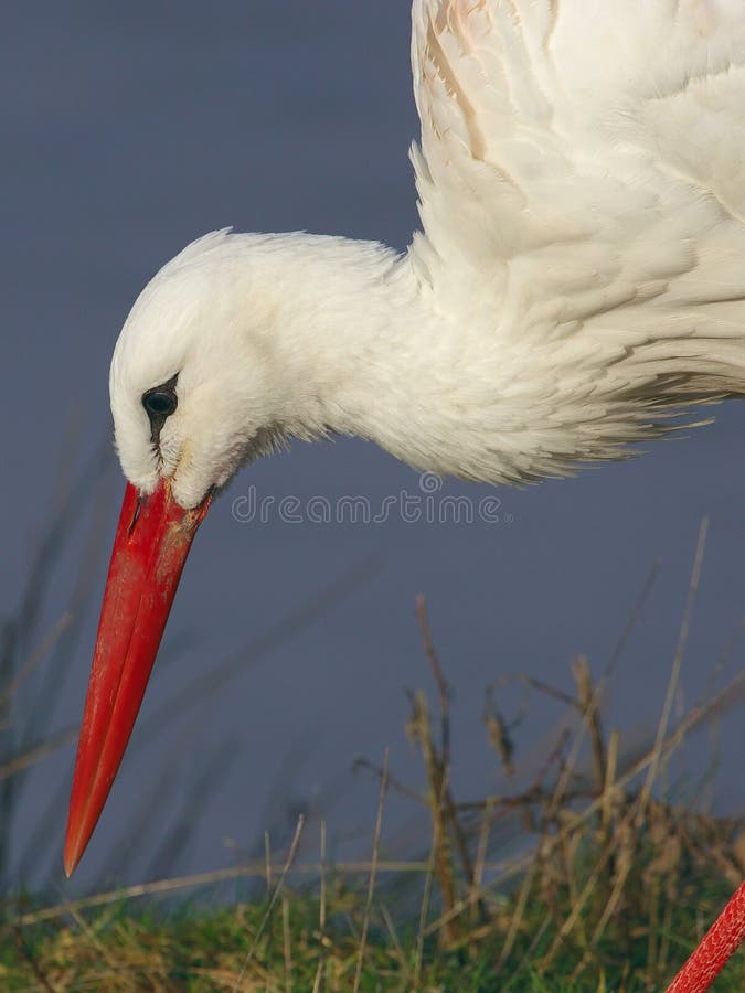 Close-up Portrait of a Stork Stock Image - Image of wildlife, outdoor ...
