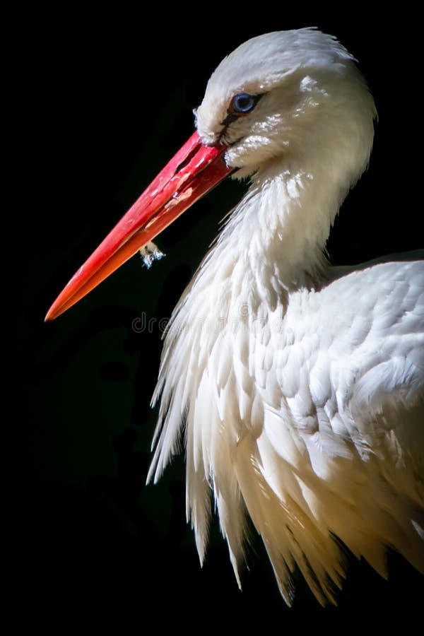 Close-up Portrait of a Stork Stock Photo - Image of tall, face: 250801960