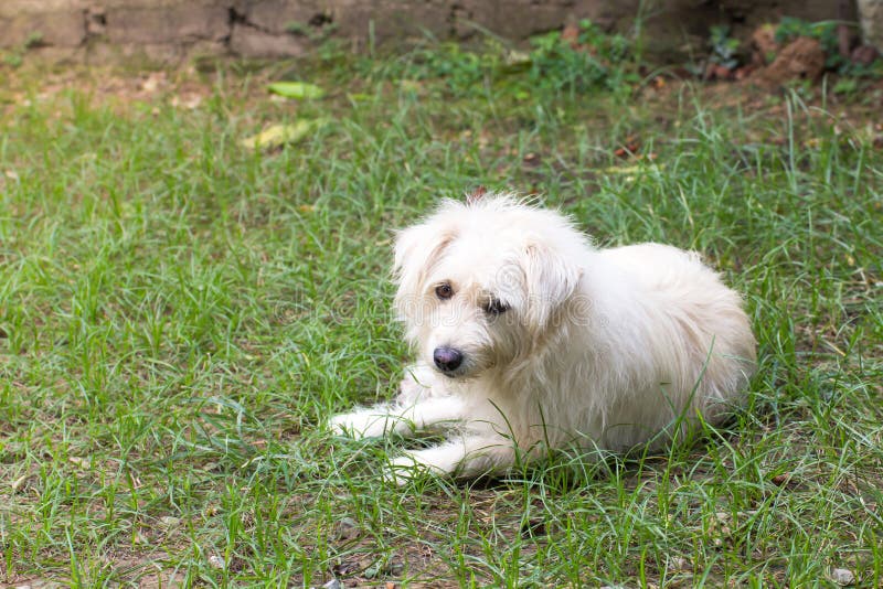 Theâ€‹ Close Up Portrait of a Stray Dog on Side Walk,vagrant Dog Stock ...