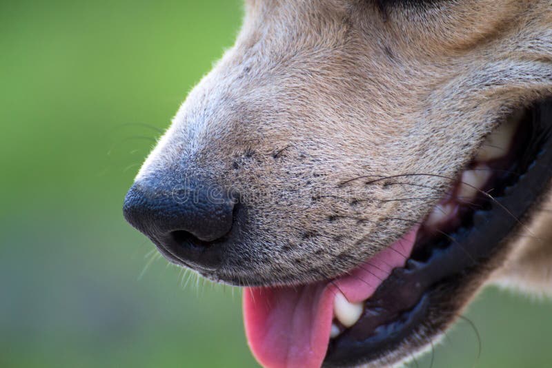 Close Up Portrait of a Stray Dog,vagrant Dog Stock Image - Image of ...