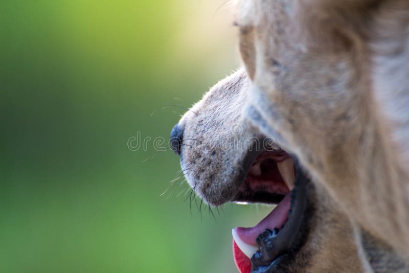 Close Up Portrait of a Stray Dog,vagrant Dog Stock Photo - Image of ...