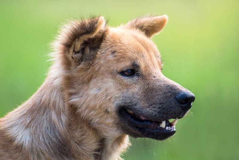 Close Up Portrait of a Stray Dog,vagrant Dog Stock Image - Image of ...