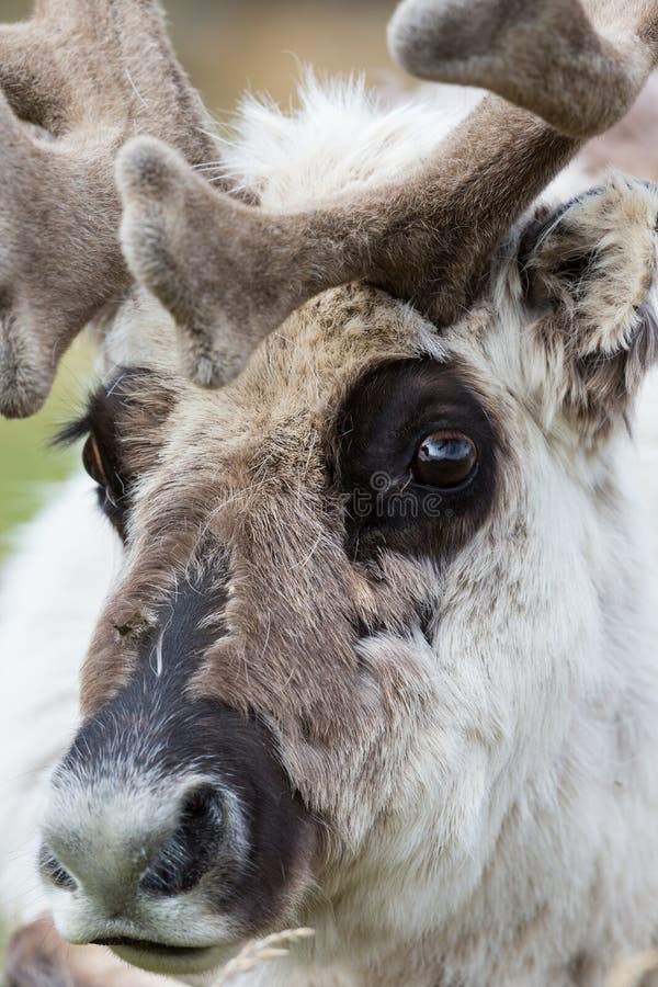 Close-up Portrait Svalbard Reindeer Face Stock Image - Image of details ...