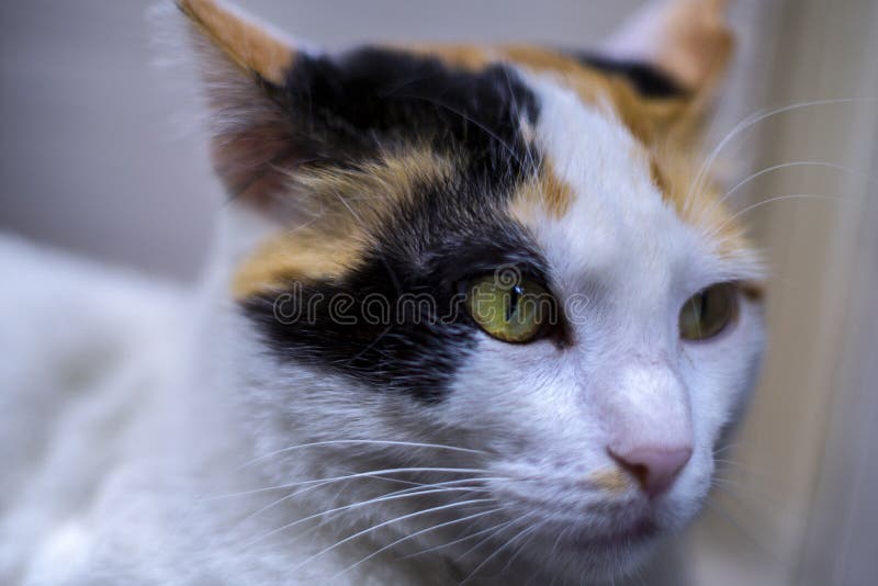 Close Up Portrait of a Three Colored Cat. Stock Photo - Image of focus ...