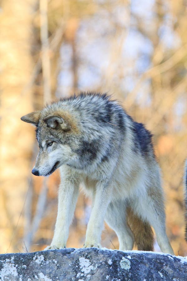 Portrait timber wolf stock photo. Image of canis, powerful - 37945234