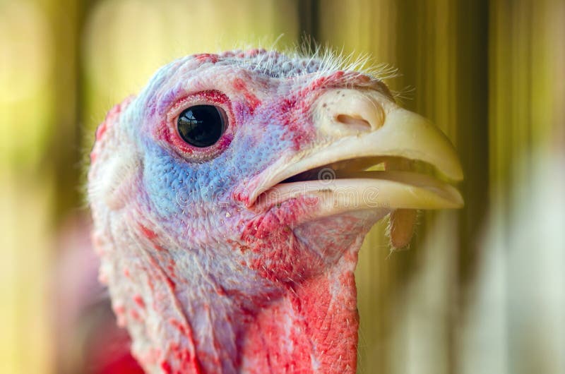 Close-up Portrait of a Turkey on a Chicken Farm Stock Image - Image of ...