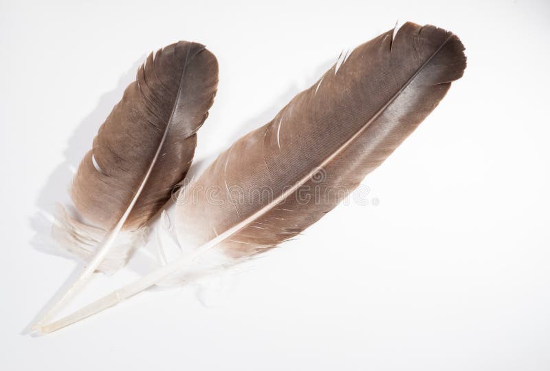 Two Eagle Feathers stock image. Image of feather, background - 122257335
