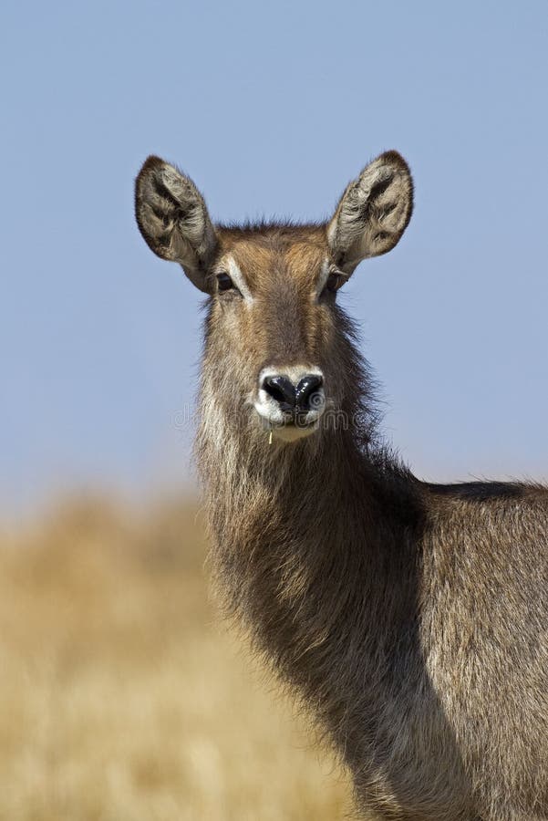 Close Up Portrait of Waterbuck Stock Image - Image of veld, face: 26736211