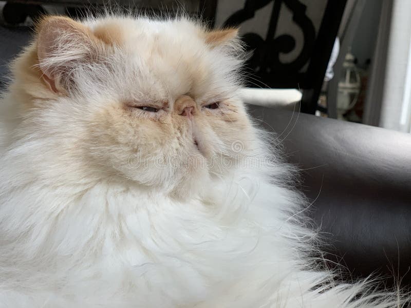 Grumpy Persian Cat stock photo. Image of grumpy, adorable - 353075914