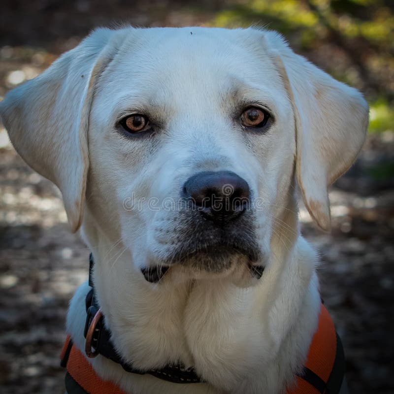 Close-up Portrait of a White Labrador Dog Stock Photo - Image of ...