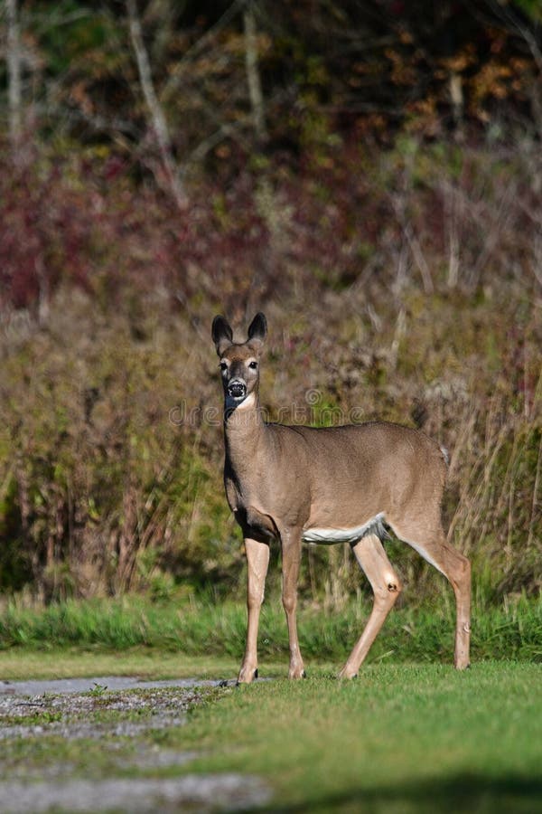Close Up Portrait of a White Tail Deer Doe in an Autumn Meadow Stock ...