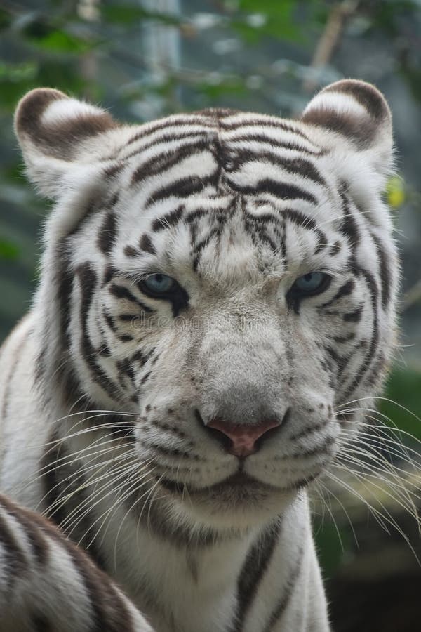 Close Up Portrait of White Tiger Stock Photo - Image of portrait ...