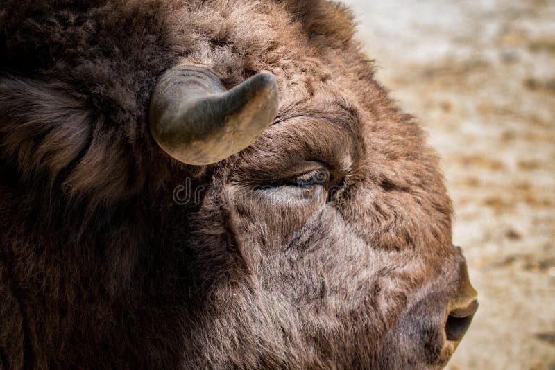 Close-up Portrait of Wild Bison Seen from the Side Stock Photo - Image ...