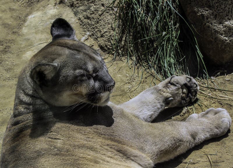 Mountain Lion stock photo. Image of beauty, cats, dangerous - 96325866