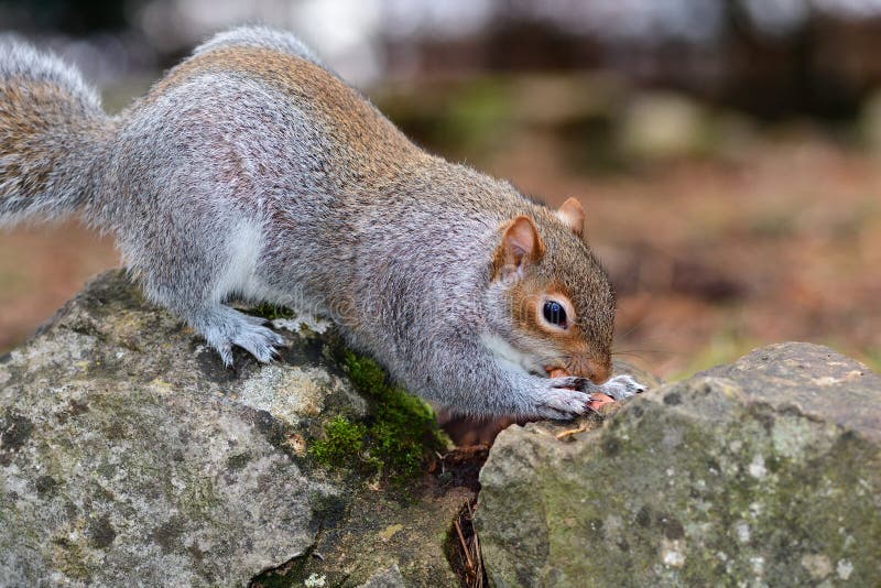 Grey Squirrel on a Stone Wall Stock Image - Image of picnic, pest ...