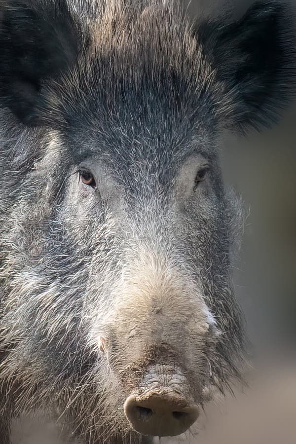 Portrait of a wild pig stock photo. Image of face, isolated - 272797702