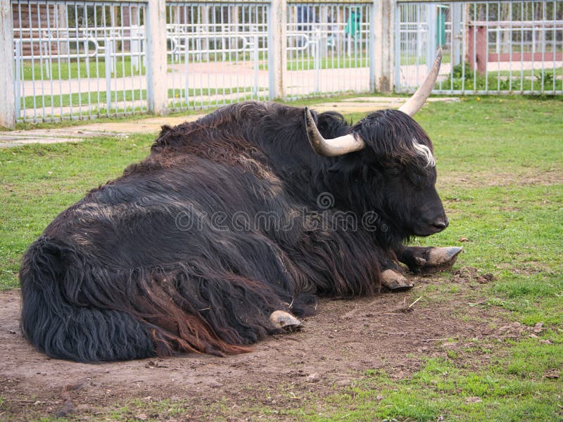 Close-up Portrait of a Yak in the Zoo Stock Image - Image of buffalo ...