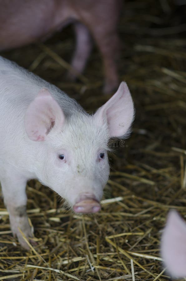 Close-up Portrait of a Young Piglet in a Farm Setting with Straw ...