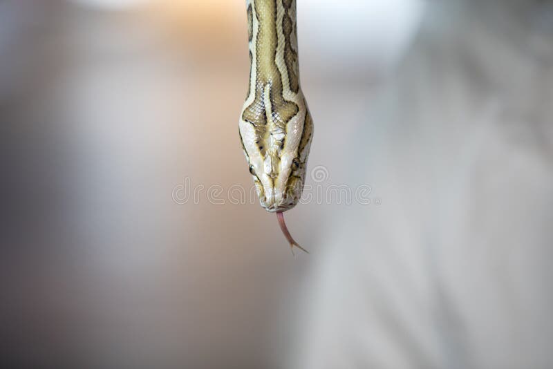 Close-up Portrait of a Burmese Python - the World`s Largest Snake ...