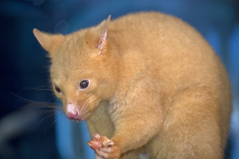 A golden possum stock photo. Image of whiskers, pink - 124519444