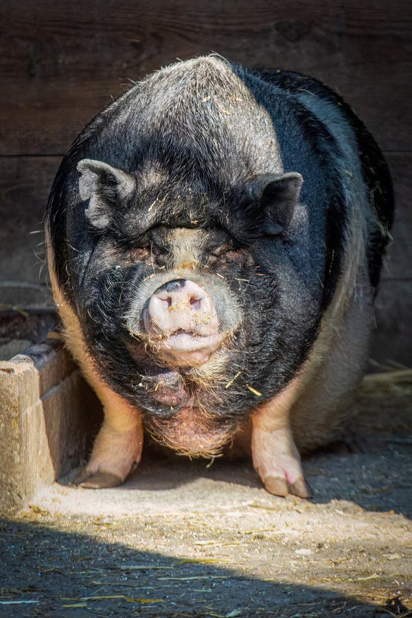 Close-up of a Pot-bellied Pig Standing in the Sun Stock Photo - Image ...