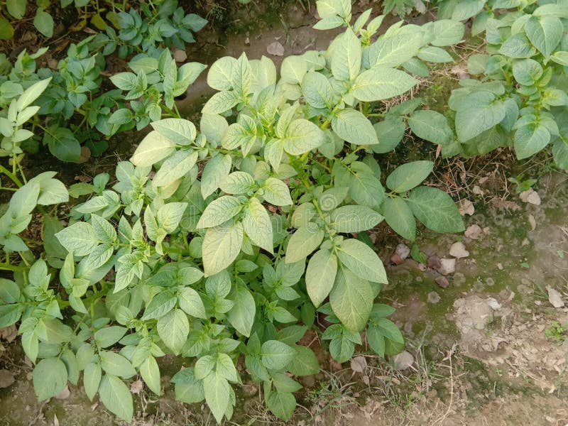 Close Up of Potato Plant in a Potato Field Stock Image - Image of area ...