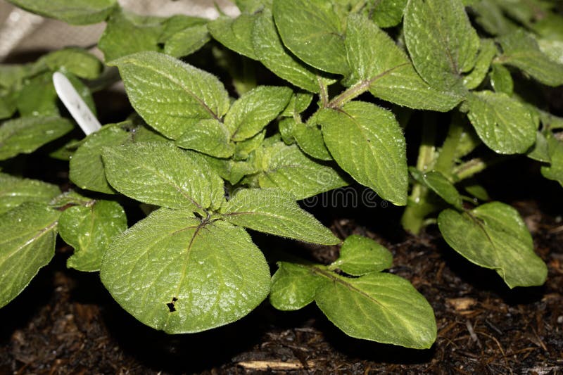 Close Up of Potato Plant Leaves on a Vegetable Patch Stock Image ...