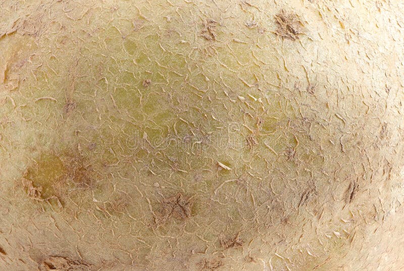 Potato Skin Surface Texture Pattern Close Up Detail Macro. Potato ...