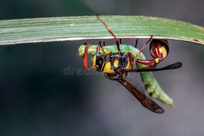 Close-up of Potter Wasp on a Leaf Stock Photo - Image of wasp, wing ...