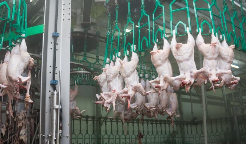 Cutting chickens for meat stock photo. Image of bird - 112517544