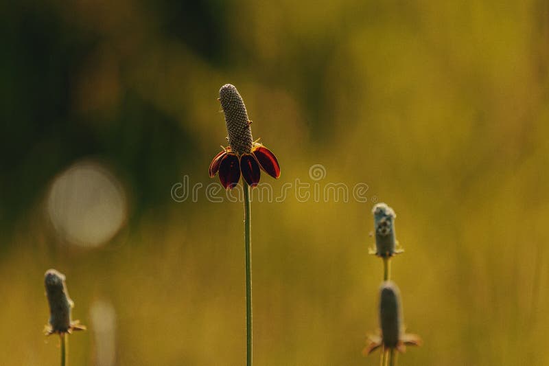 Close-up of a Prairie Coneflower (Ratibida Columnifera) in a Field with ...