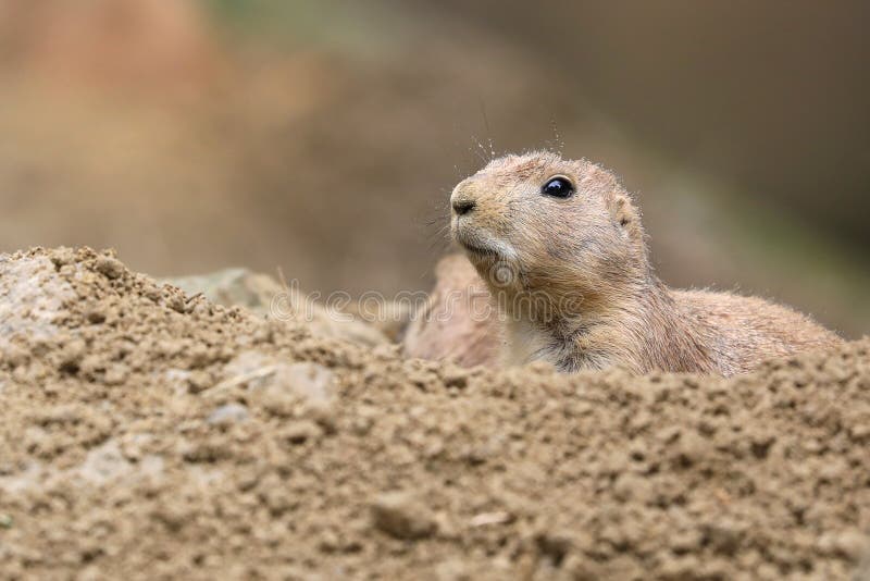Cute prairie dogs stock image. Image of funny, cynomys - 120472389