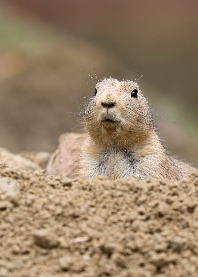 Cute prairie dogs stock image. Image of funny, cynomys - 120472389