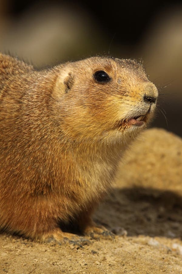 Close Up of a Prairie Dog Showing Its Teeth Stock Photo - Image of ...
