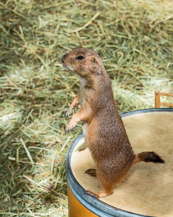Prairie Dog Standing Upright Stock Photo - Image of nature, mammal ...