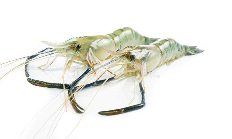 6,541 Brown Prawn Stock Photos - Free & Royalty-Free Stock Photos from ...