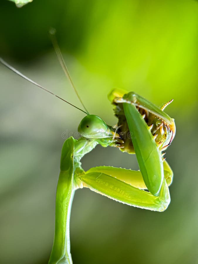Close-up the Praying Mantis Stock Photo - Image of front, grasshopper ...