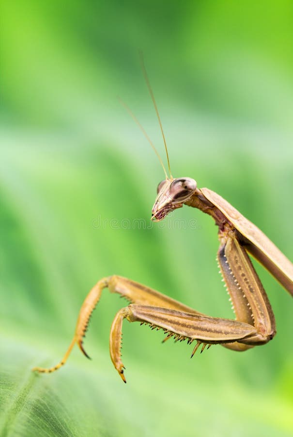 Close-up of Praying Mantis. Stock Photo - Image of predator, closeup ...