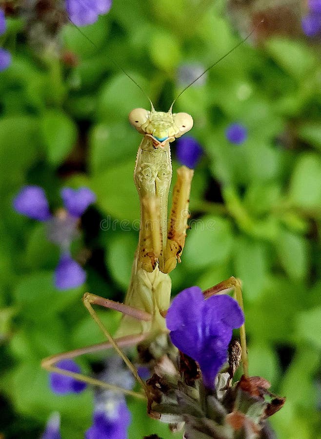 Close Up of Praying Mantis in Garden Stock Photo - Image of nature ...