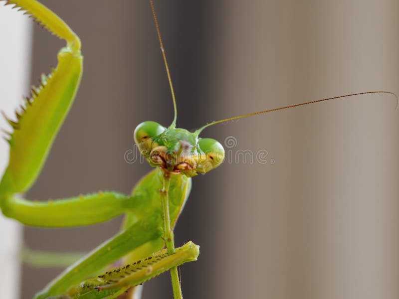 Close-up of a Praying Mantis Stock Image - Image of mantis, nature ...
