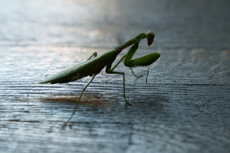 Close-up of a Praying Mantis Stock Image - Image of nature, color ...