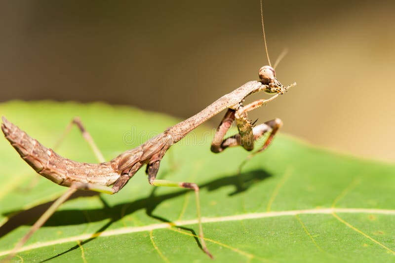 Close Up of Praying Mantis Insect Stock Photo - Image of color, mantis ...